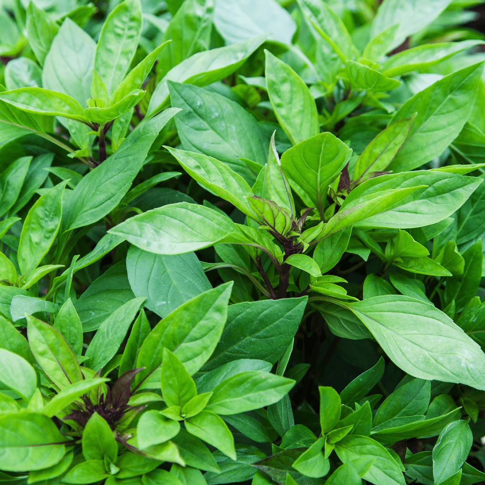 Buy Basil Thai Siam Queen by Kings Seeds online - Kings Seeds NZ