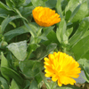 Buy Calendula Nova by Kings Seeds online - Kings Seeds NZ