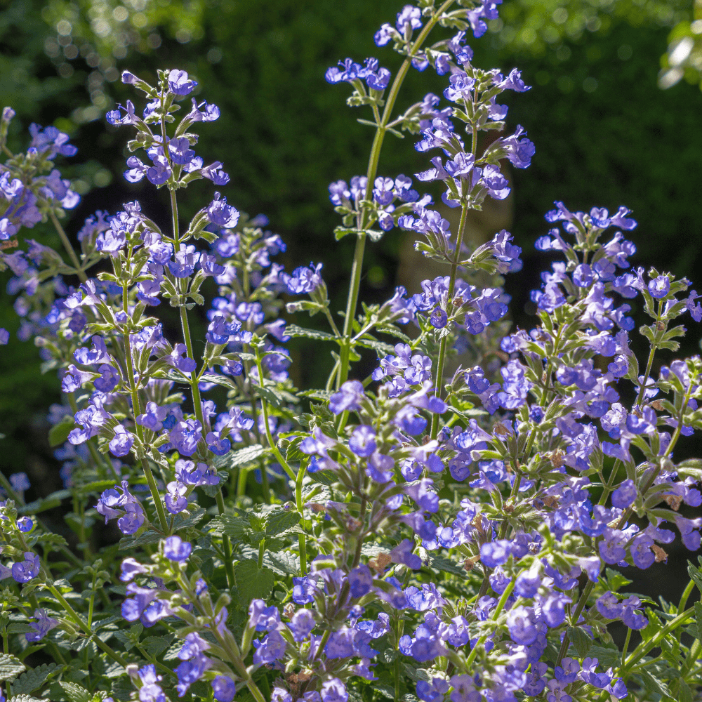 Buy Catmint by Kings Seeds online - Kings Seeds NZ