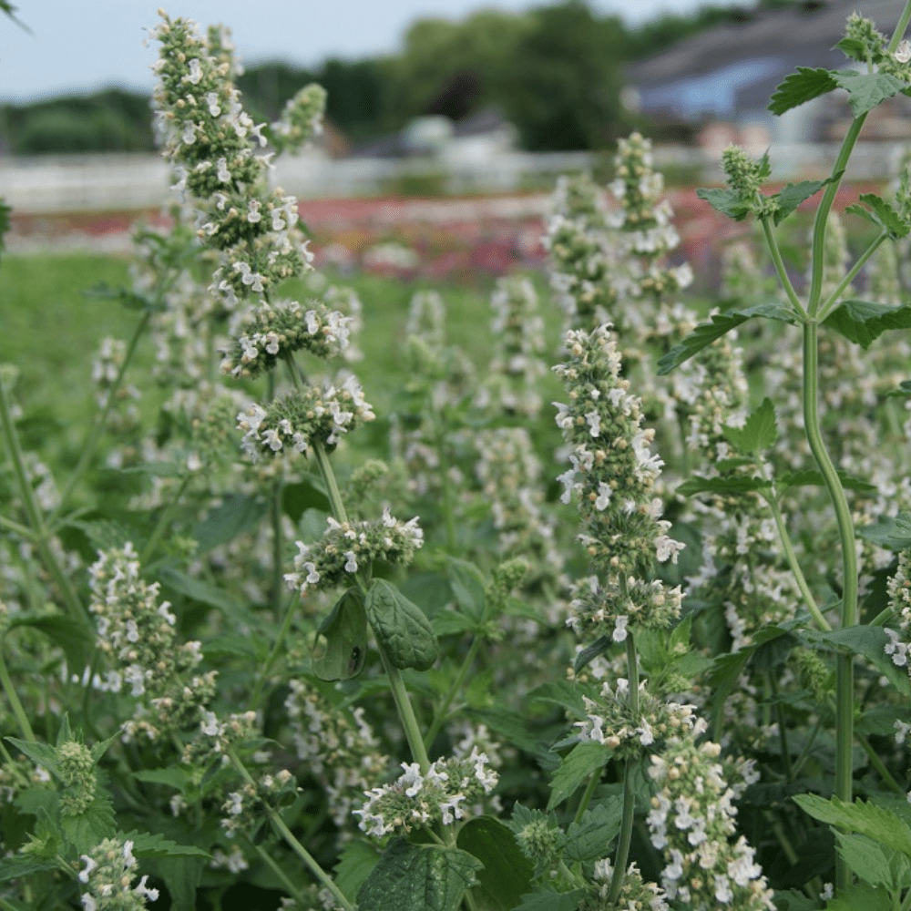 Buy Catnip by Kings Seeds online - Kings Seeds NZ