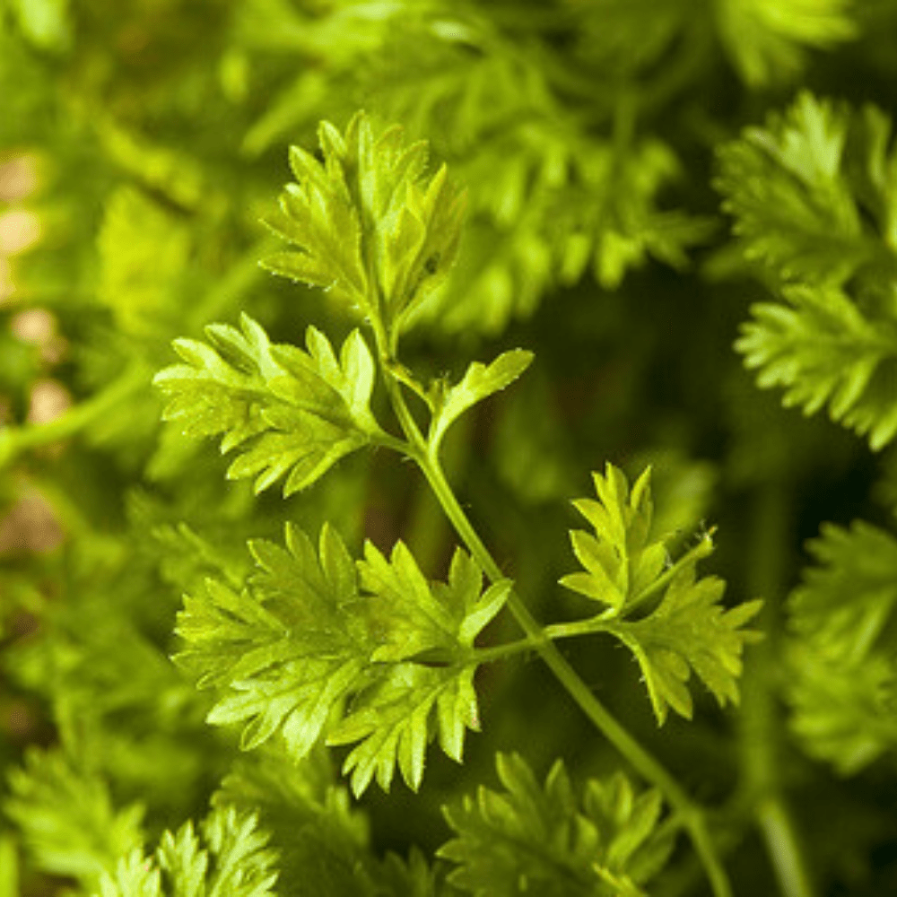 Buy Chervil by Kings Seeds online - Kings Seeds NZ