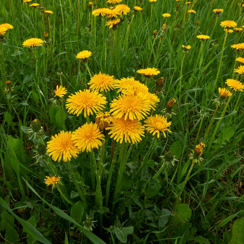 Buy Dandelion by Kings Seeds online - Kings Seeds NZ