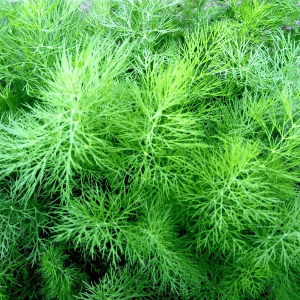 Buy Fennel Sweet Leaf by Kings Seeds online - Kings Seeds NZ