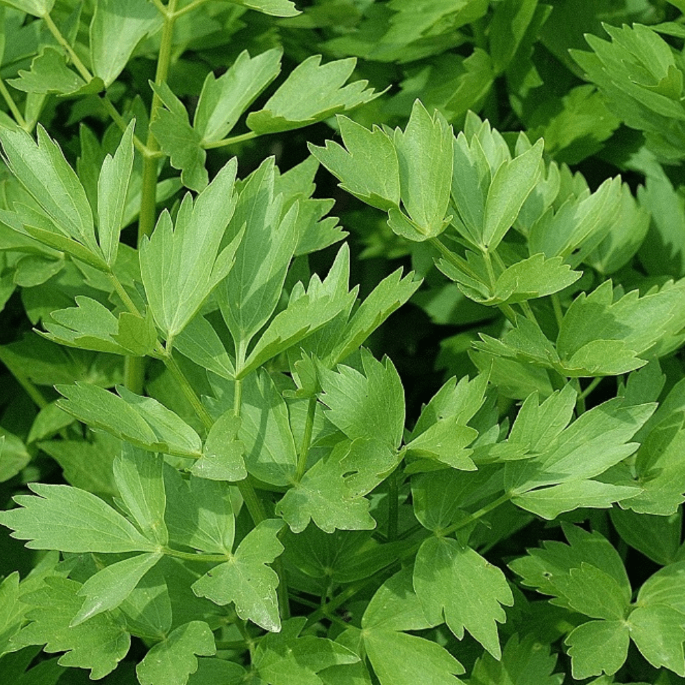 Buy Lovage by Kings Seeds online - Kings Seeds NZ