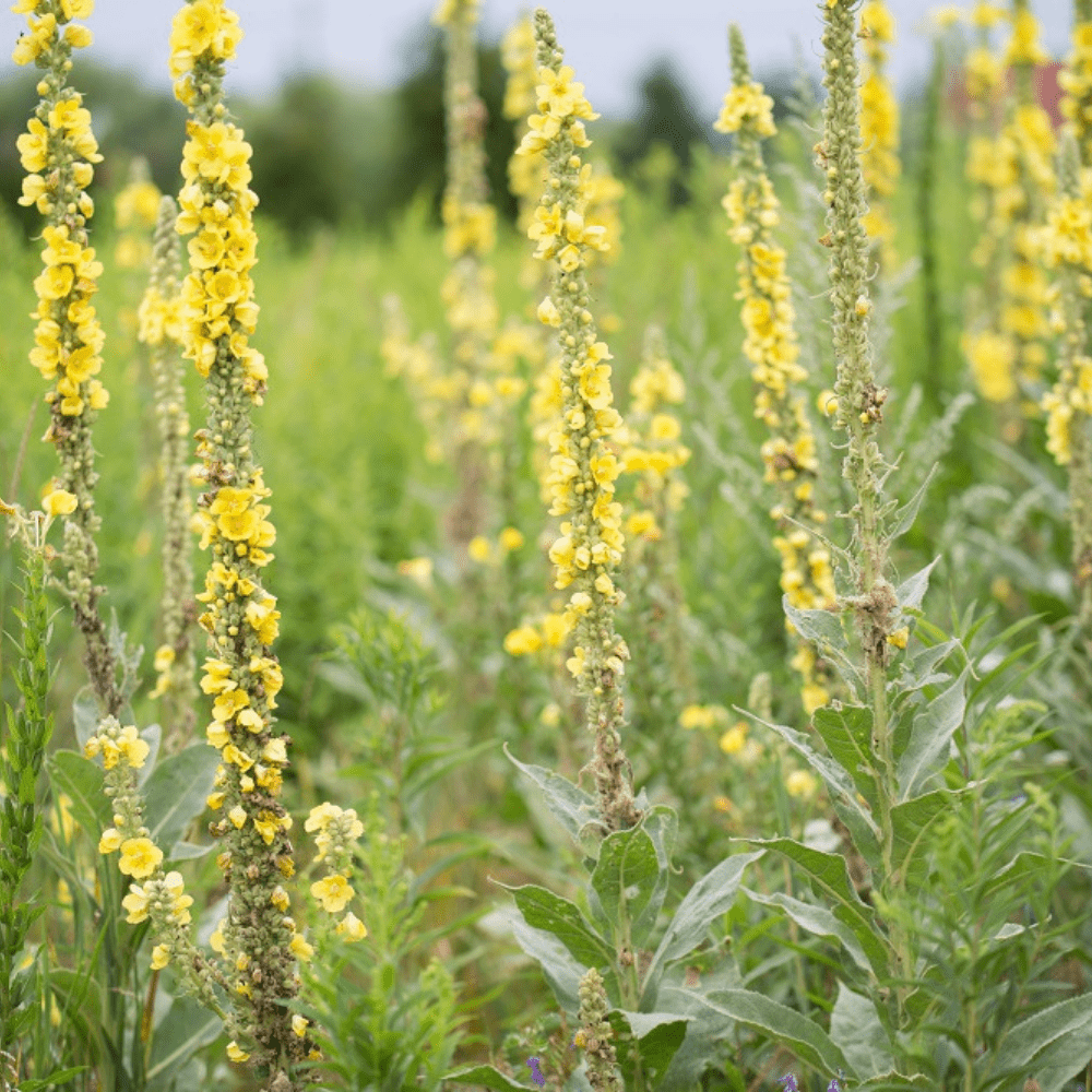 Buy Mullein by Kings Seeds online - Kings Seeds NZ