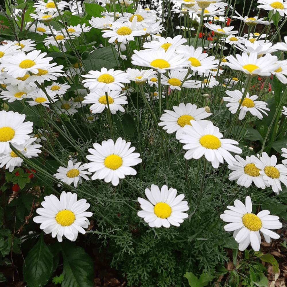 Buy Pyrethrum by Kings Seeds online - Kings Seeds NZ
