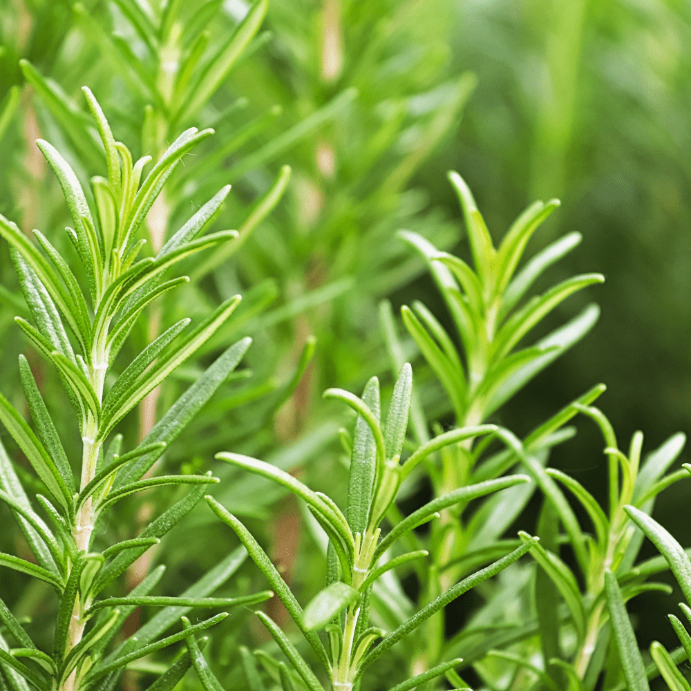 Buy Rosemary Rosy by Kings Seeds NZ online - Kings Seeds NZ