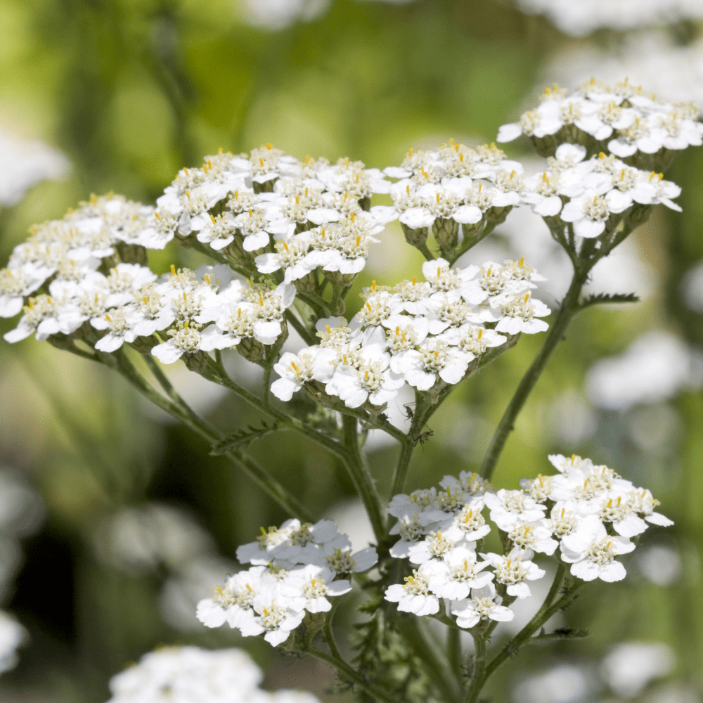 Buy Yarrow Common White by Kings Seeds online - Kings Seeds NZ