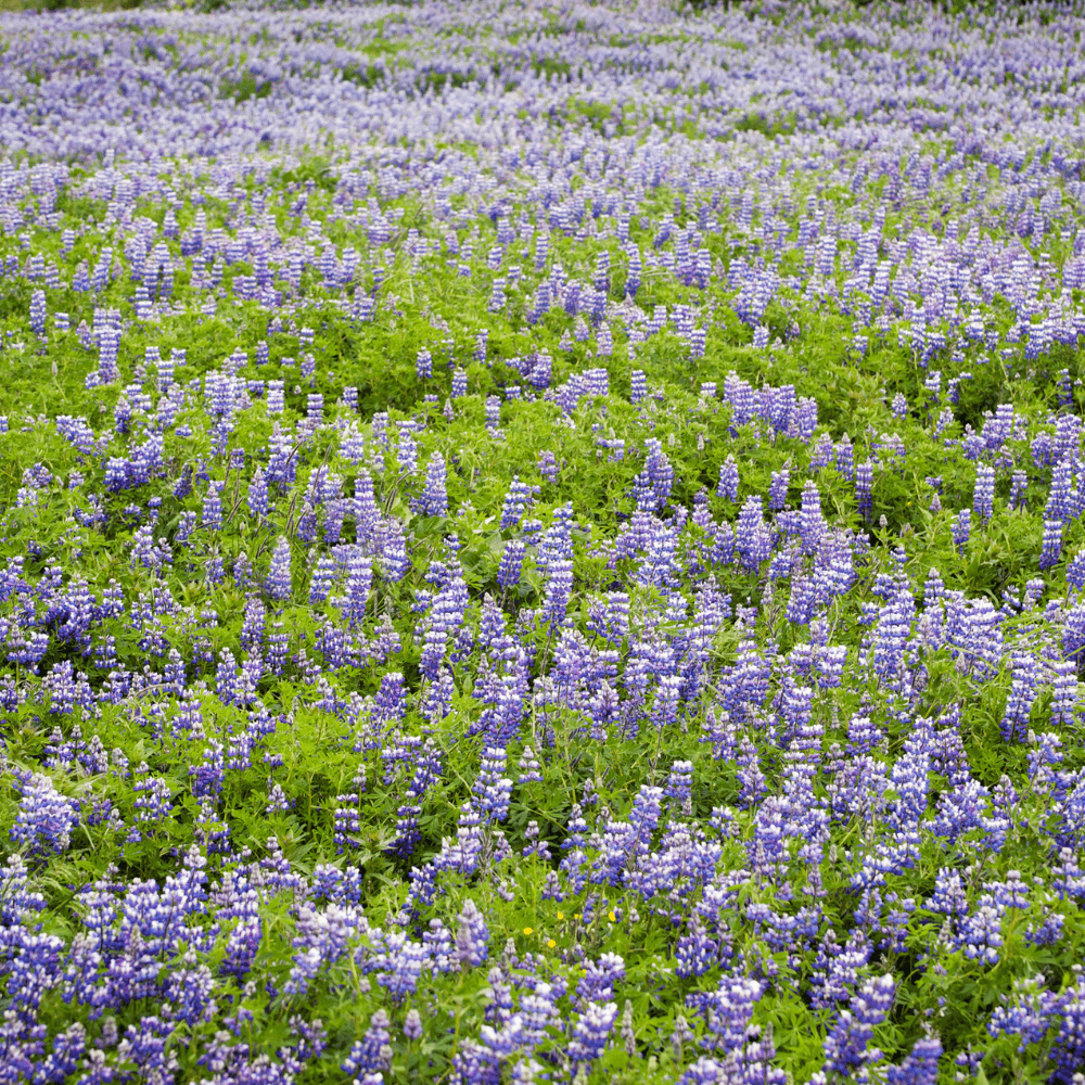 Buy Blue Lupin by Kings Seeds online - Kings Seeds NZ