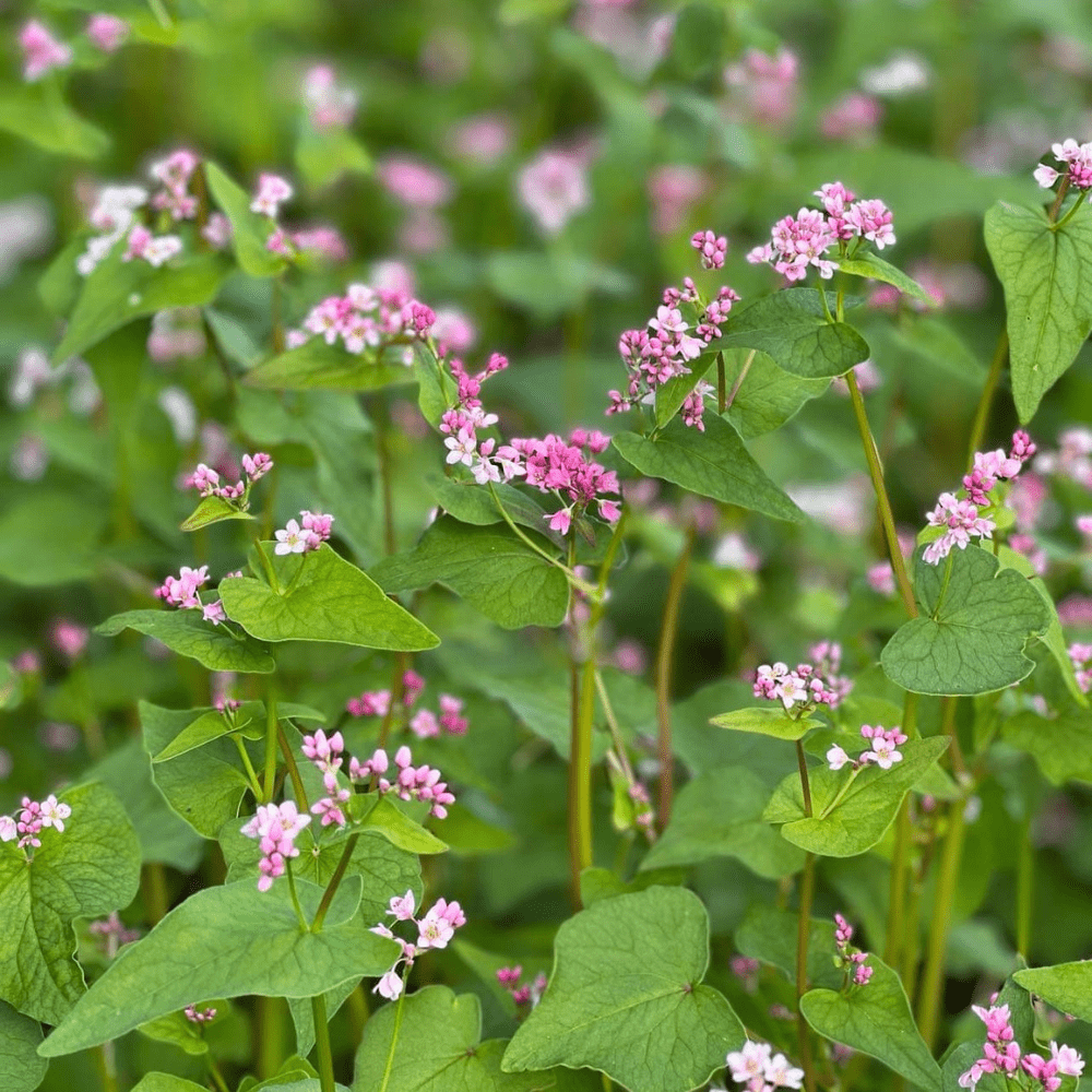 Buy Buckwheat Pink by Kings Seeds online - Kings Seeds NZ
