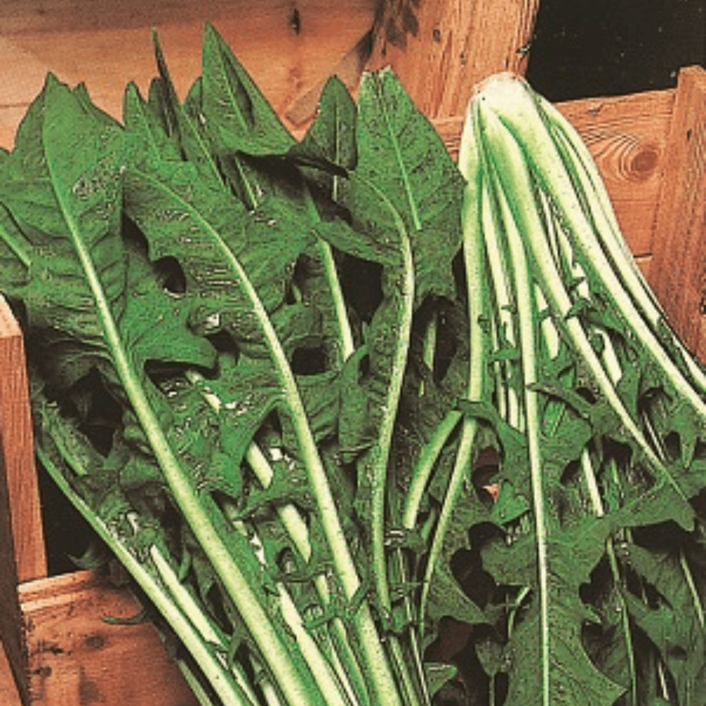 Buy Chicory by Kings Seeds online - Kings Seeds NZ