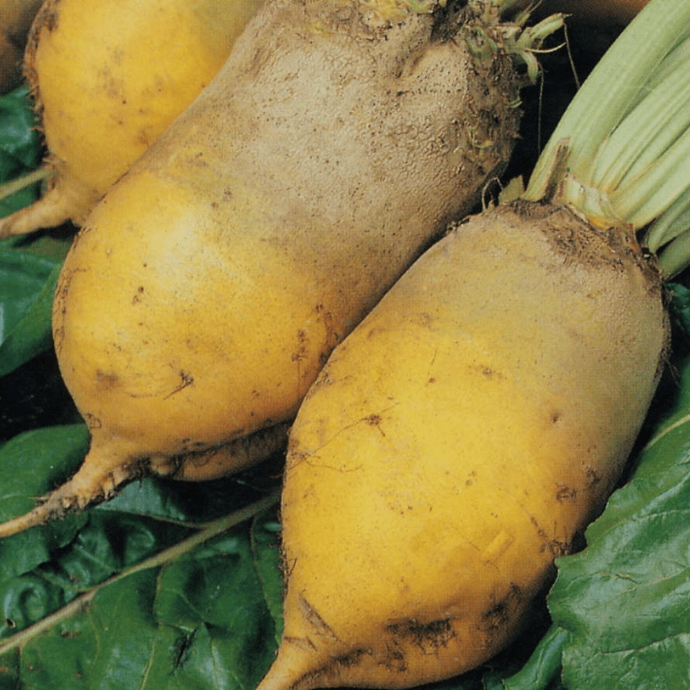 Buy Fodder Beet by Kings Seeds online - Kings Seeds NZ