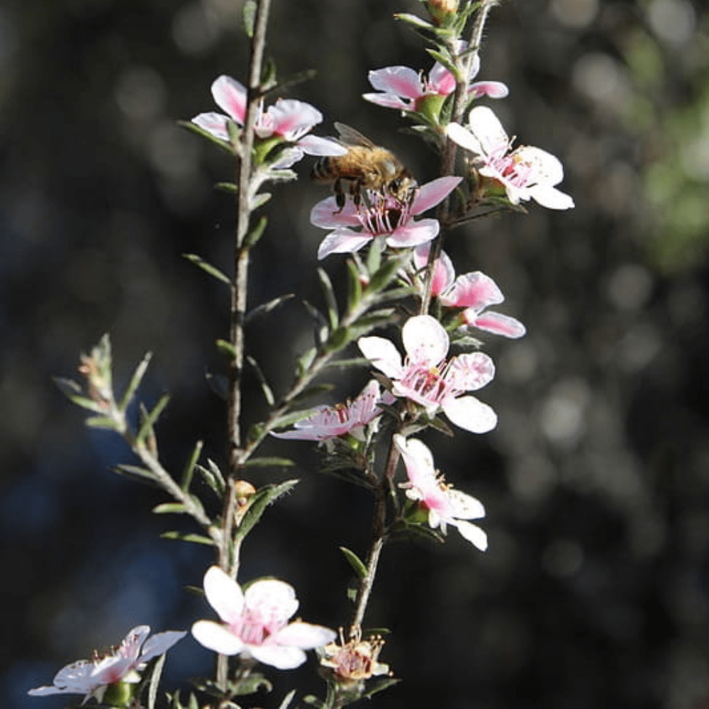 Buy Manuka by Kings Seeds online - Kings Seeds NZ