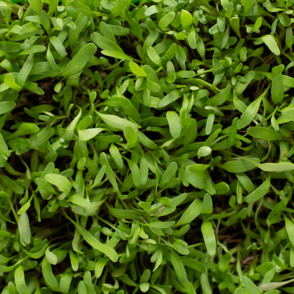 Buy Beet Perpetual Spinach by Kings Seeds online - Kings Seeds NZ