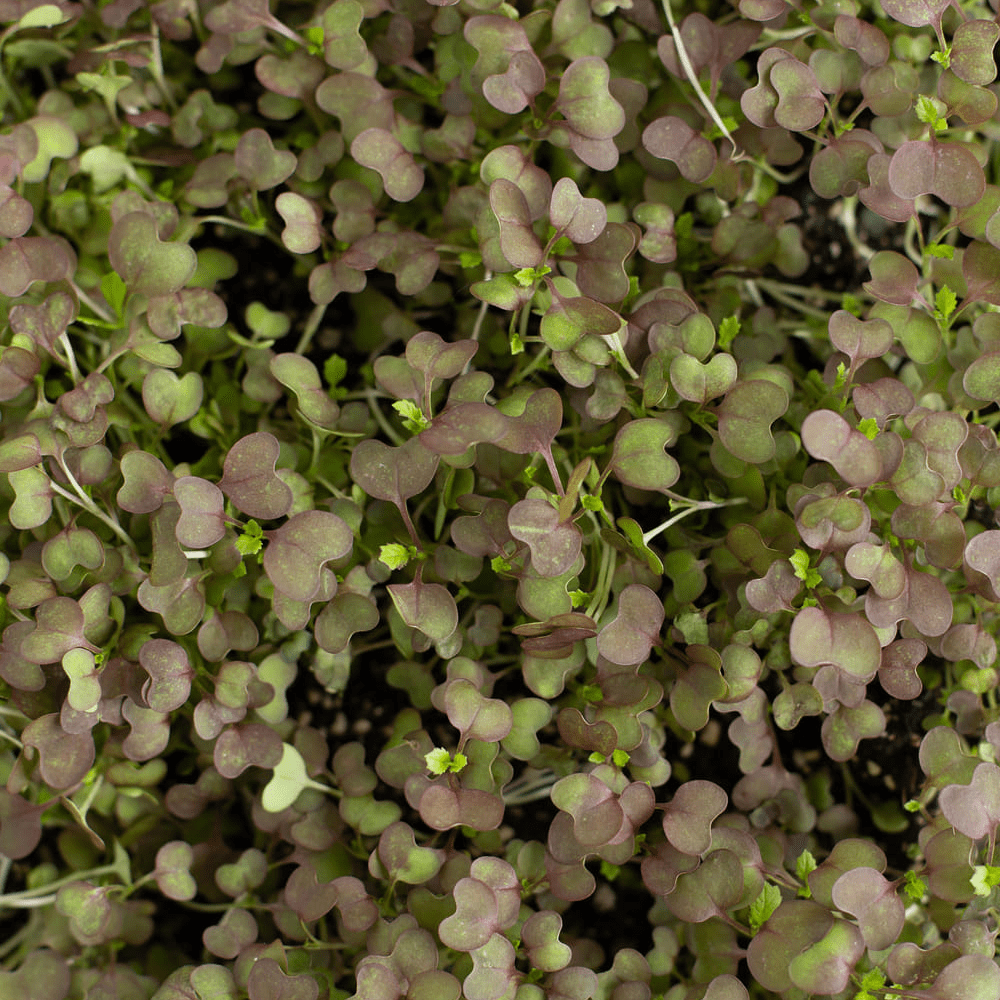 Buy Kale Chinese Red by Kings Seeds online - Kings Seeds NZ