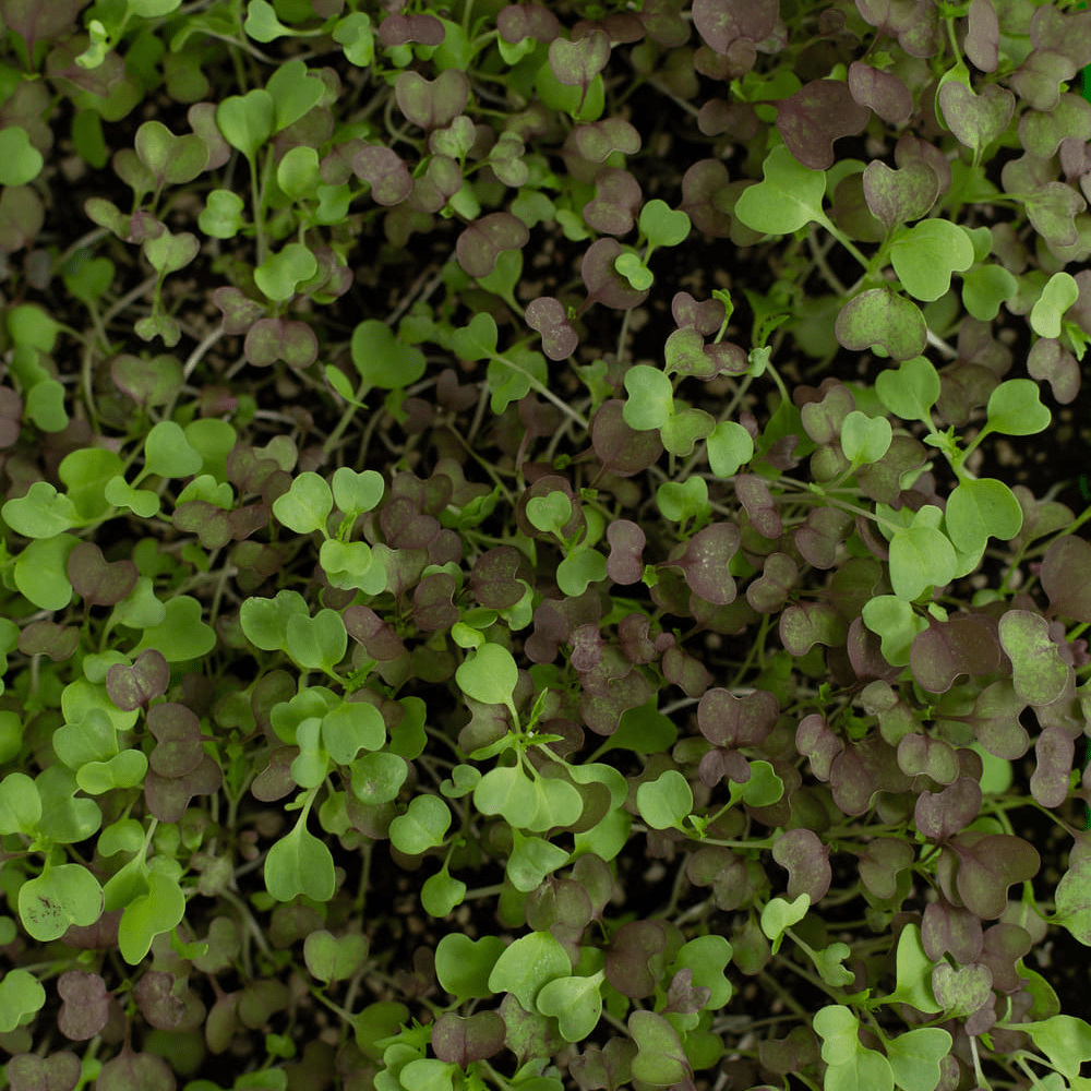 Buy Mustard Coloured Frills by Kings Seeds online - Kings Seeds NZ