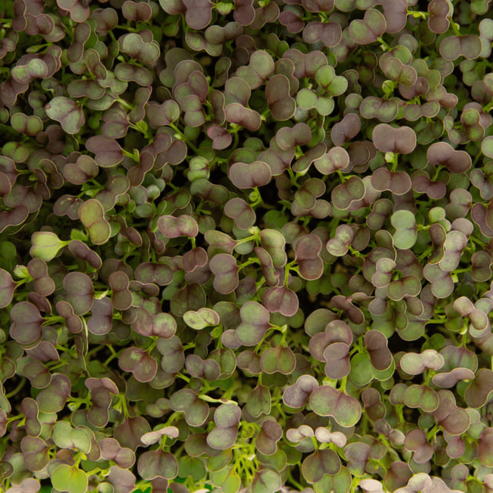 Buy Pak Choi Red Choi F1 by Kings Seeds online - Kings Seeds NZ