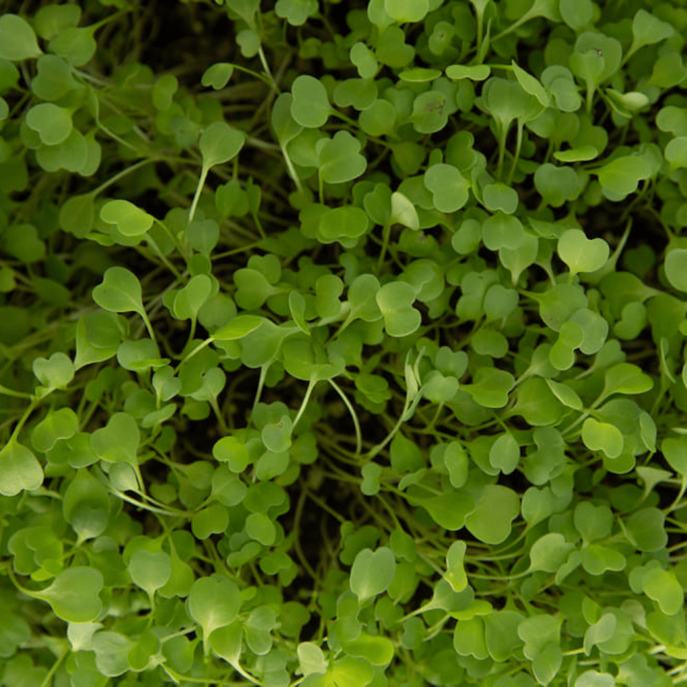 Buy Rocket Runway by Kings Seeds online - Kings Seeds NZ