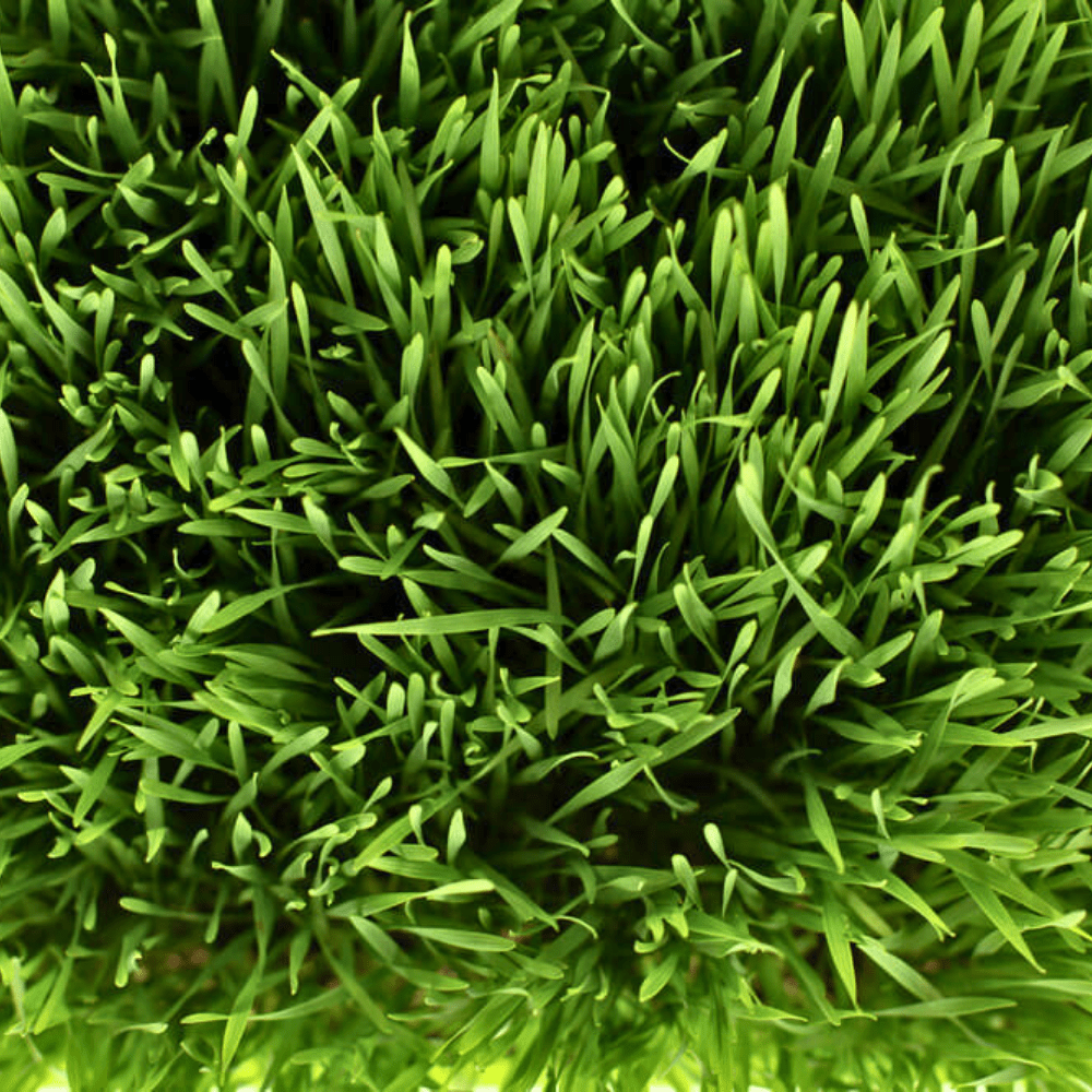 Buy Wheatgrass by Kings Seeds online - Kings Seeds NZ