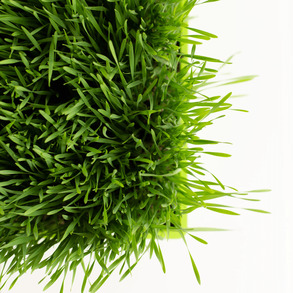 Buy Wheatgrass by Kings Seeds NZ online - Kings Seeds NZ