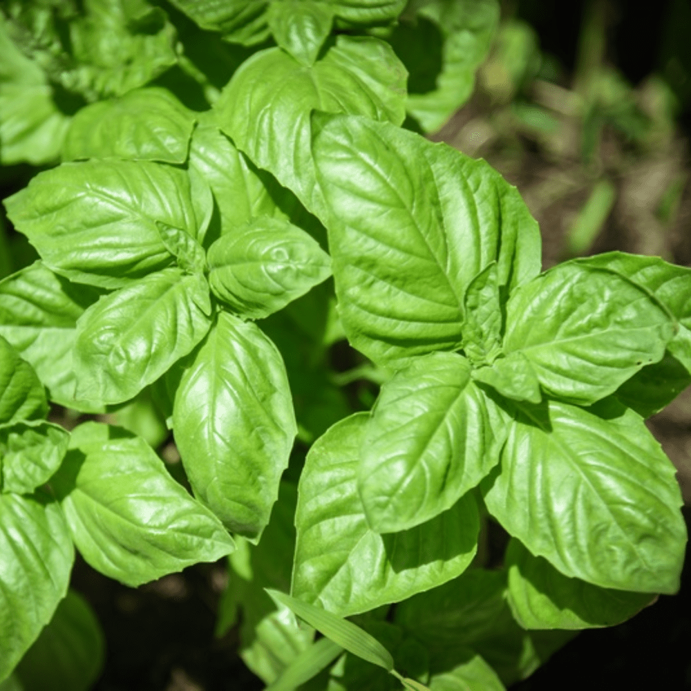 Buy Organic Basil Sweet Genovese by Kings Seeds online - Kings Seeds NZ