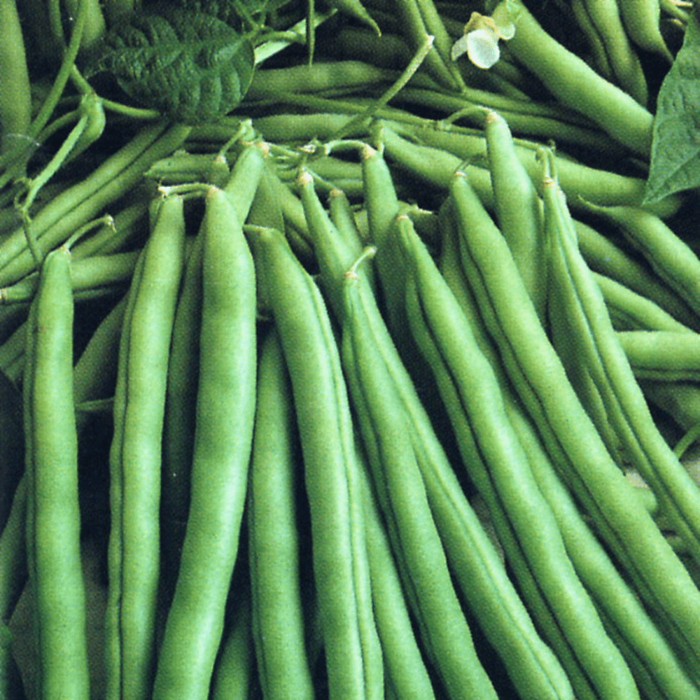 Buy Organic Bean Runner Cobra by Kings Seeds online - Kings Seeds NZ