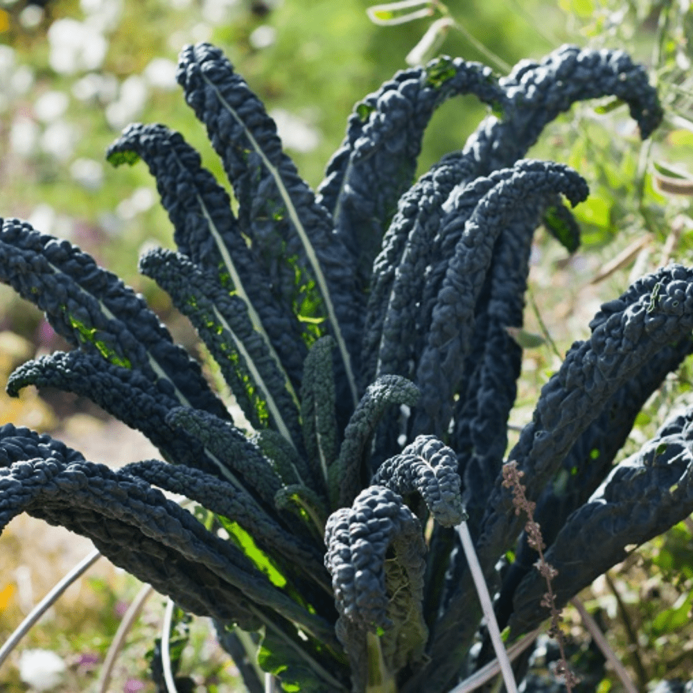 Buy Organic Kale Tuscan Black by Kings Seeds online - Kings Seeds NZ