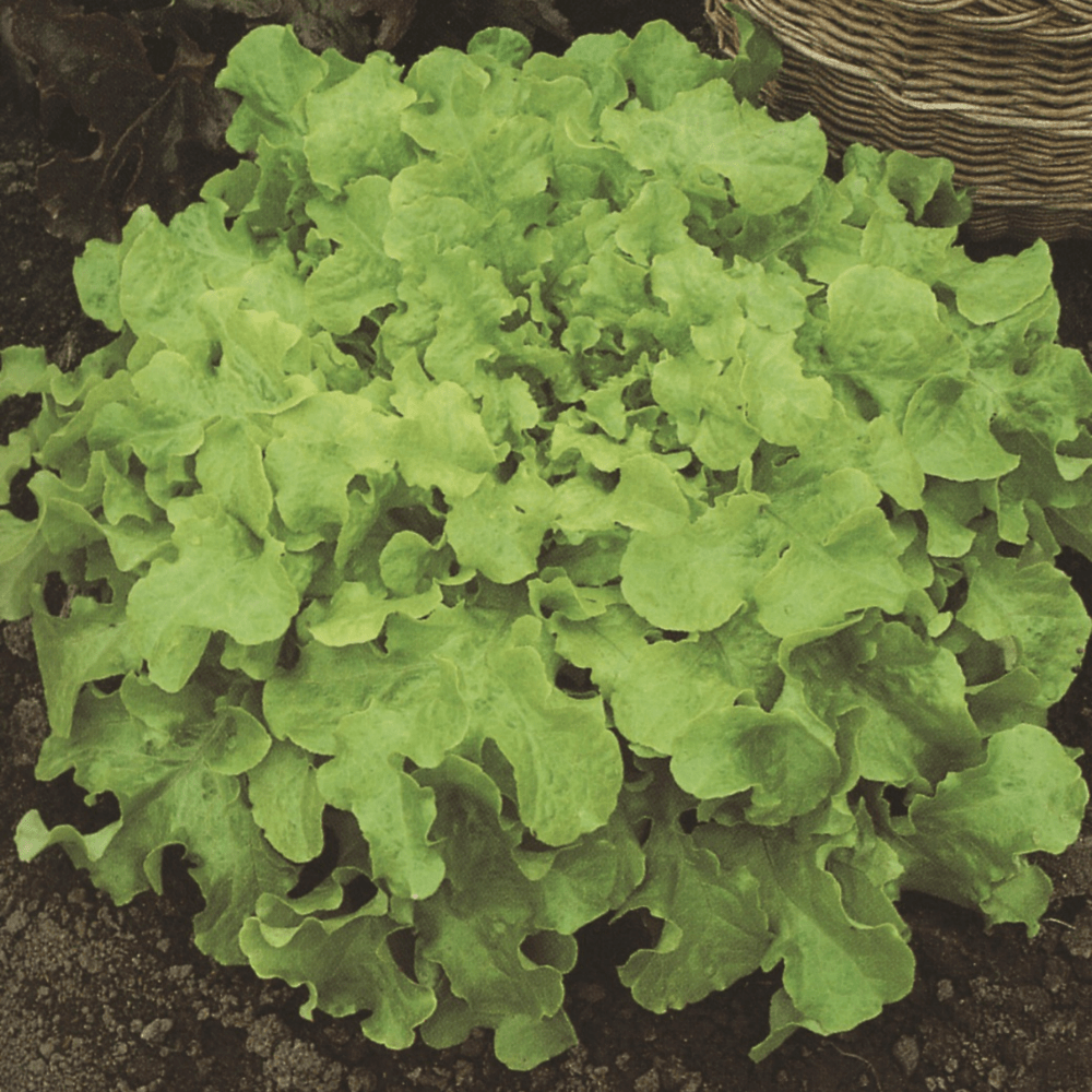 Buy Organic Lettuce Green Salad Bowl by Kings Seeds online - Kings Seeds NZ
