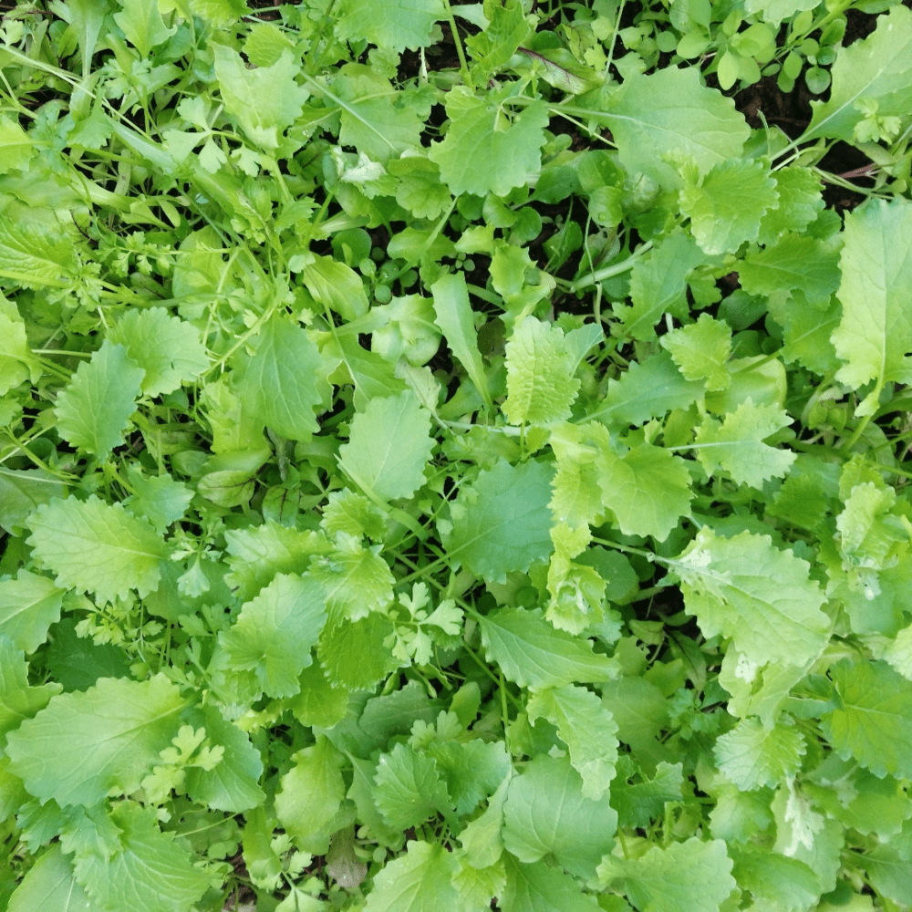Buy Organic Mesclun by Kings Seeds online - Kings Seeds NZ