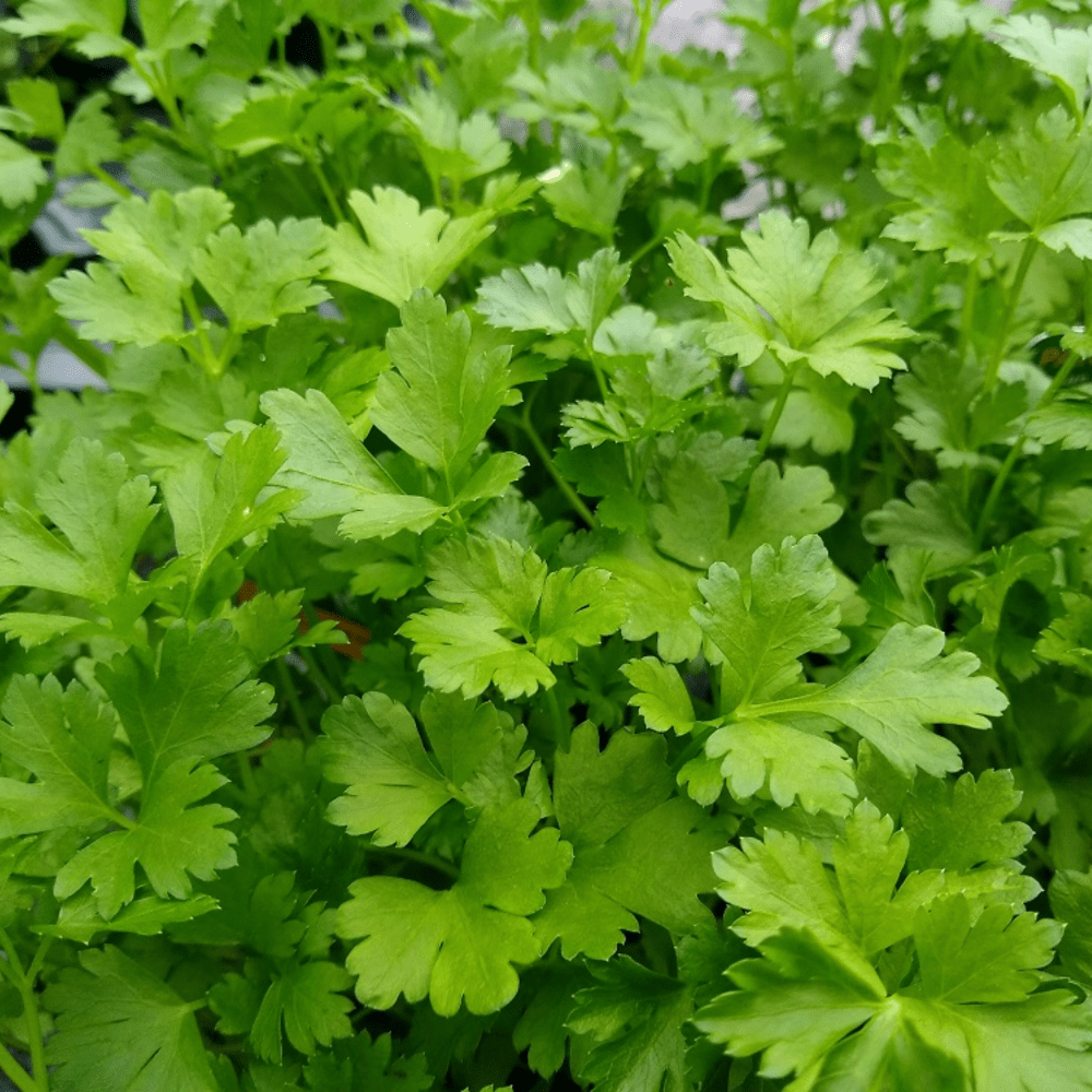 Buy Organic Parsley Italian Plain Leaf by Kings Seeds online - Kings ...