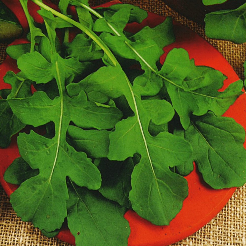 Buy Organic Rocket by Kings Seeds online - Kings Seeds NZ