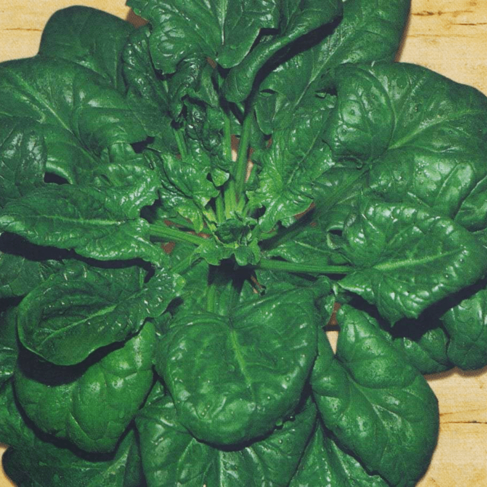 Buy Organic Spinach Winter Giant by Kings Seeds online - Kings Seeds NZ
