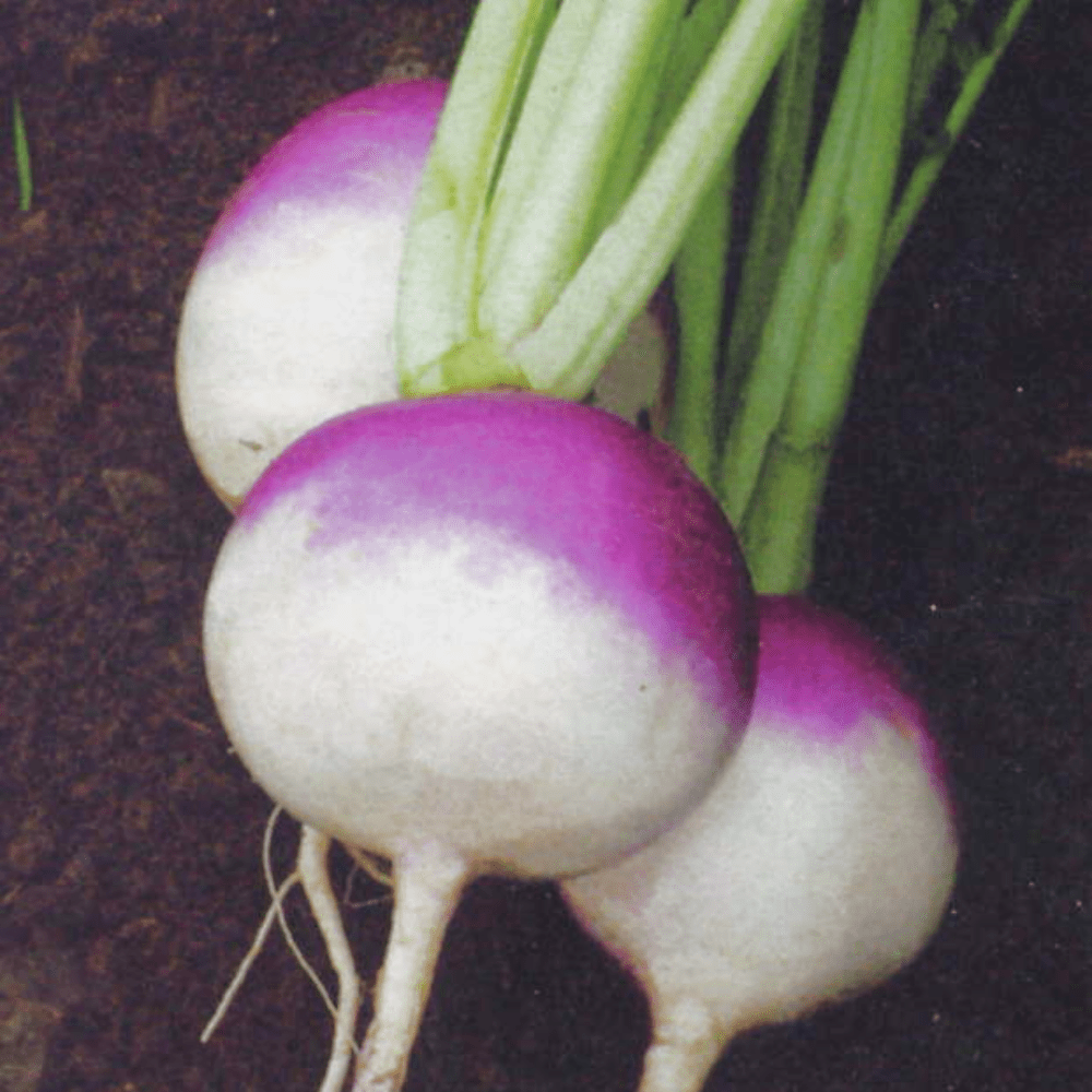 Buy Organic Turnip Milan Red Top by Kings Seeds online - Kings Seeds NZ