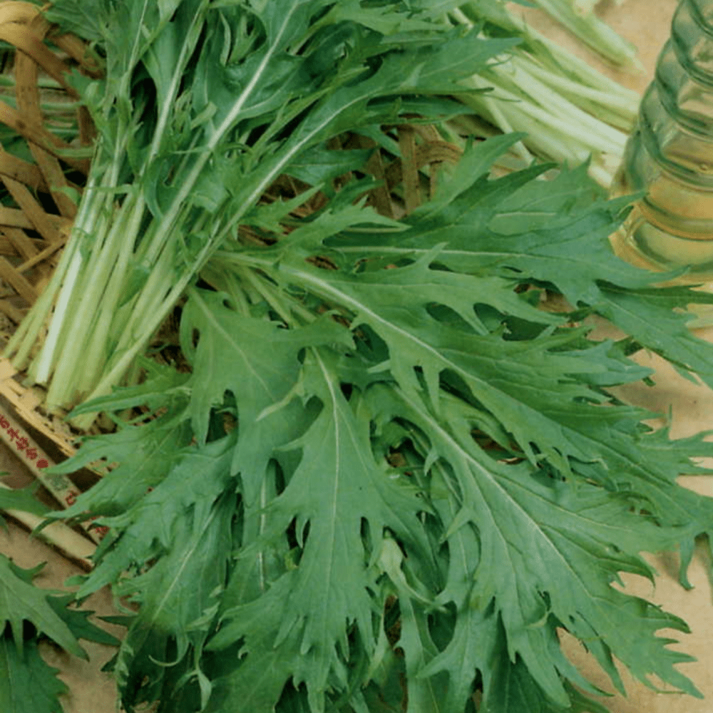 Buy Mizuna by Kings Seeds online - Kings Seeds NZ