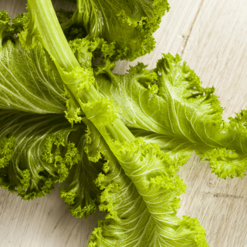 Buy Mustard Gai Choy by Kings Seeds online - Kings Seeds NZ