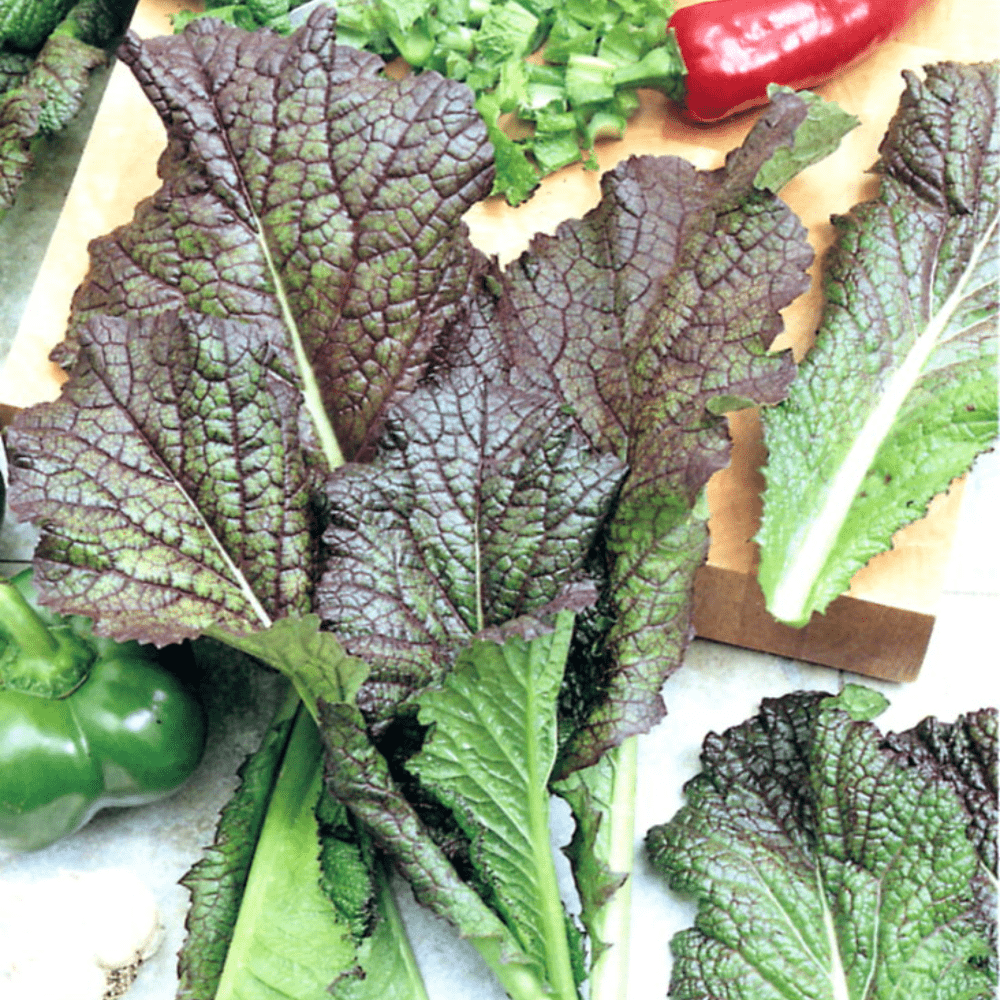 Buy Mustard Giant Red by Kings Seeds online - Kings Seeds NZ