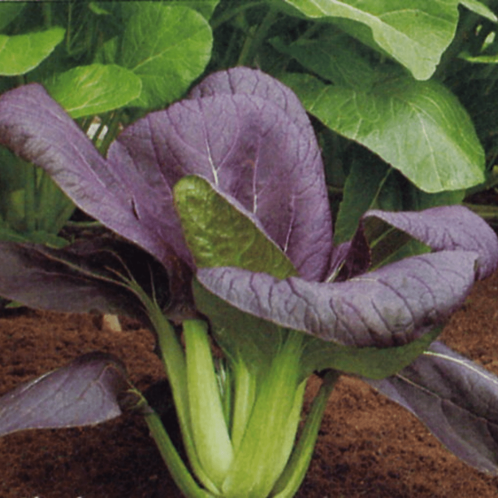 Buy Pak Choi Red Choi F1 by Kings Seeds online - Kings Seeds NZ