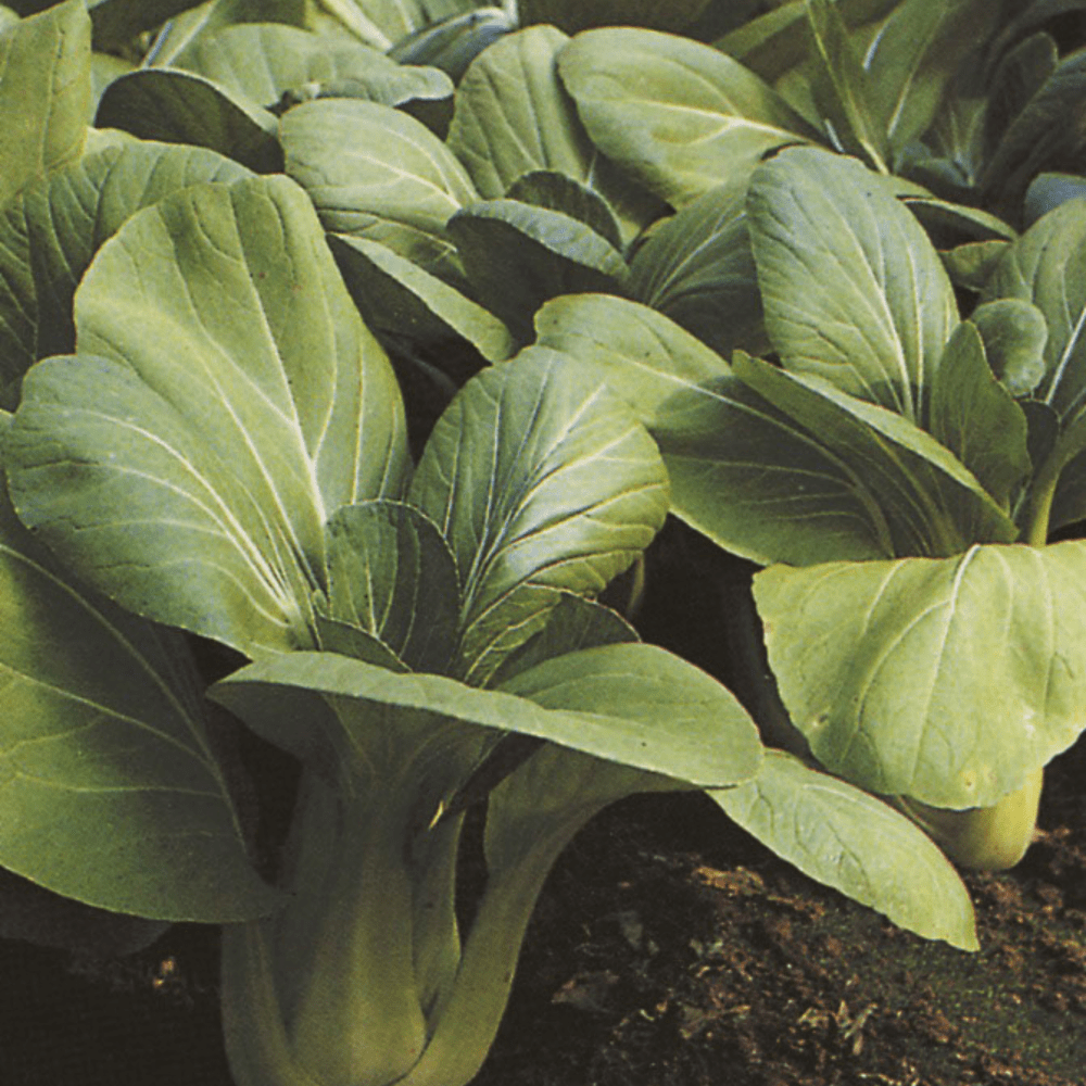 Buy Pak Choi White Stem by Kings Seeds online - Kings Seeds NZ