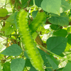 Buy Bean Asian Winged by Kings Seeds online - Kings Seeds NZ