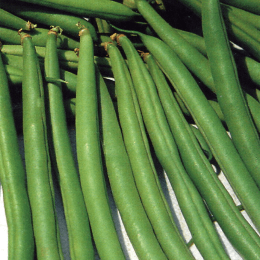 Buy Bean Dwarf Fin de Bagnols by Kings Seeds online - Kings Seeds NZ