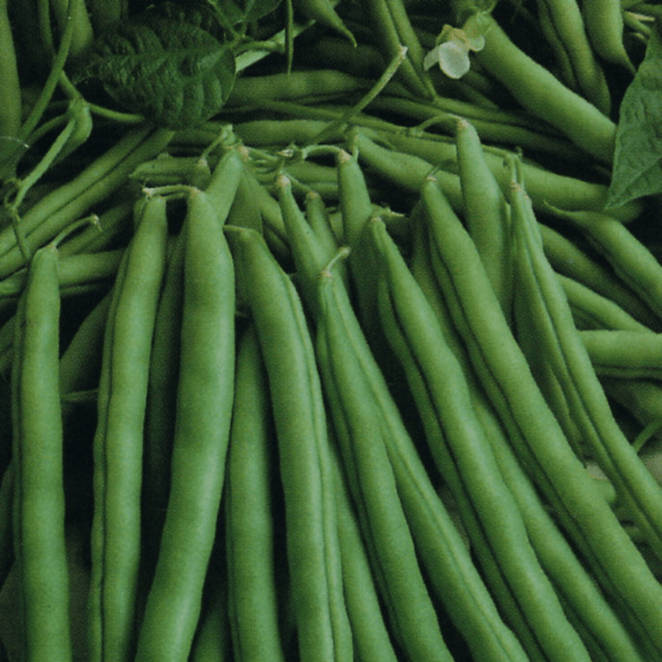 Kings Seeds - NZ's favourite seed supplier for over 40 years! – Kings ...