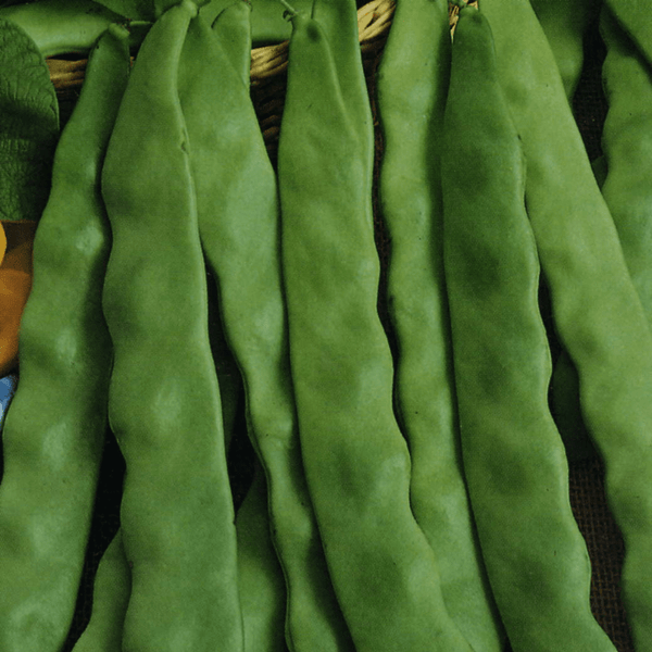 Flat Green Beans Name