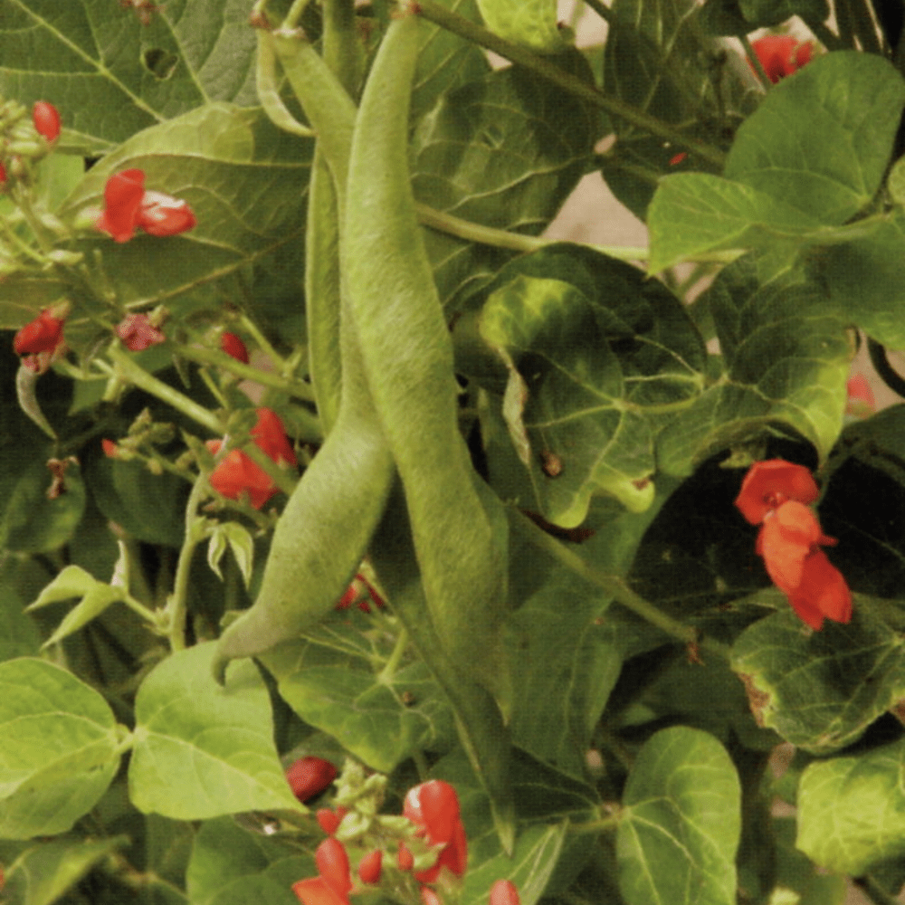Buy Bean Runner Scarlet by Kings Seeds online - Kings Seeds NZ