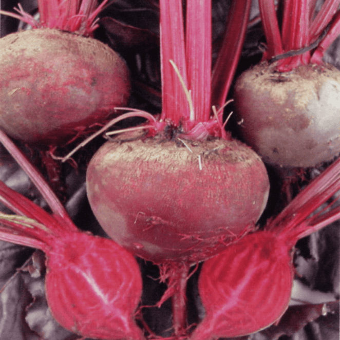 Buy Sunflower Orange Hobbit F1 (treated seed) by Kings Seeds online ...