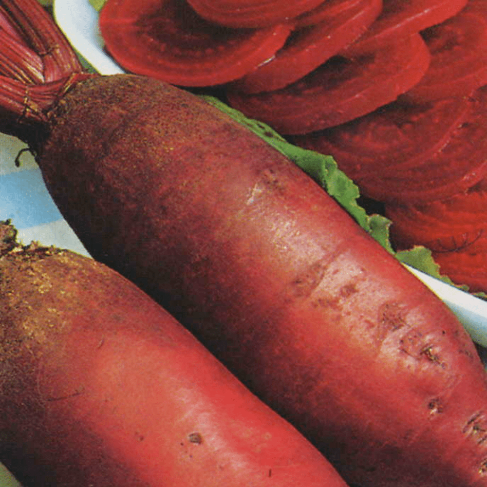 Buy Beetroot Cylindra by Kings Seeds online - Kings Seeds NZ