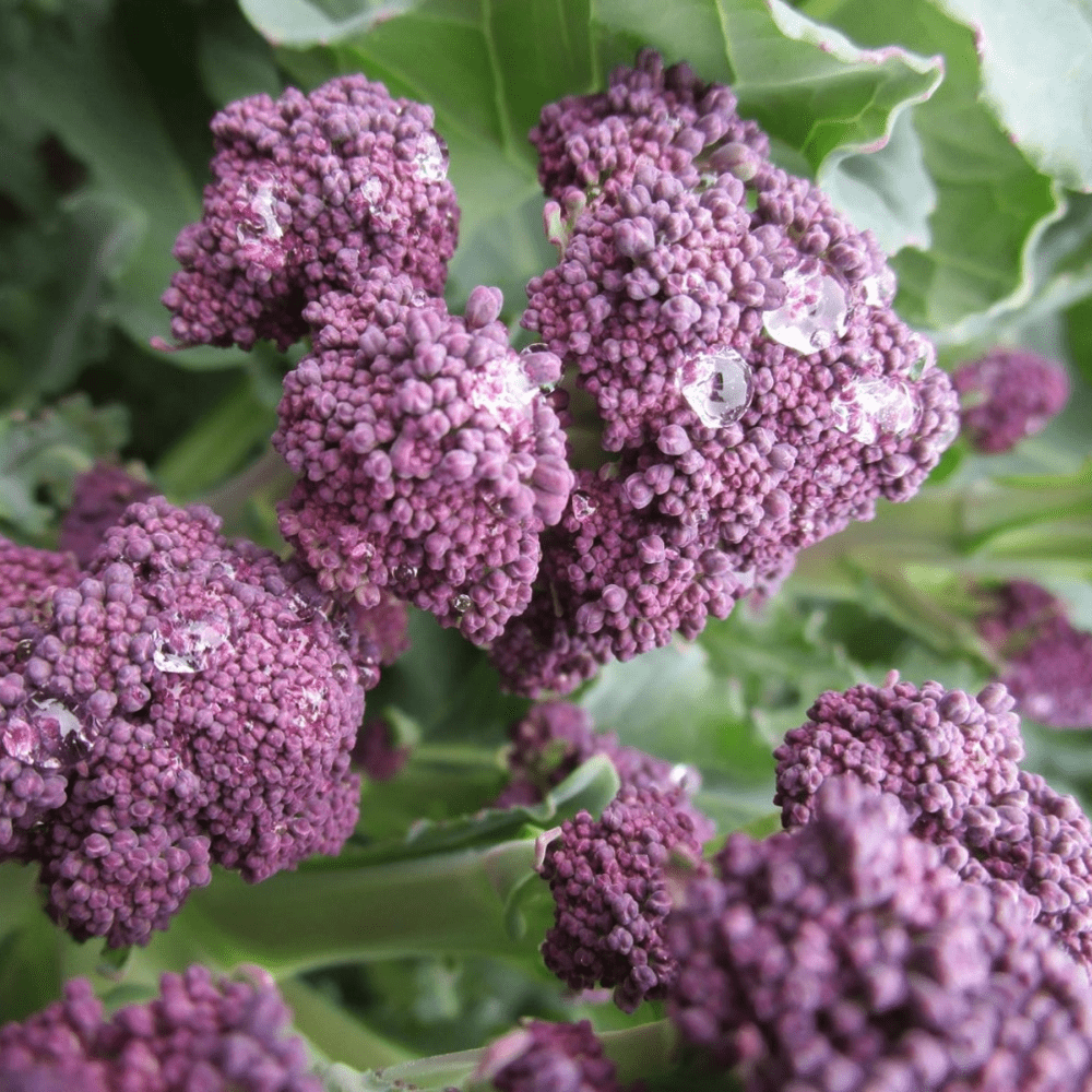 Buy Broccoli Sprouting Summer Purple by Kings Seeds online - Kings Seeds NZ