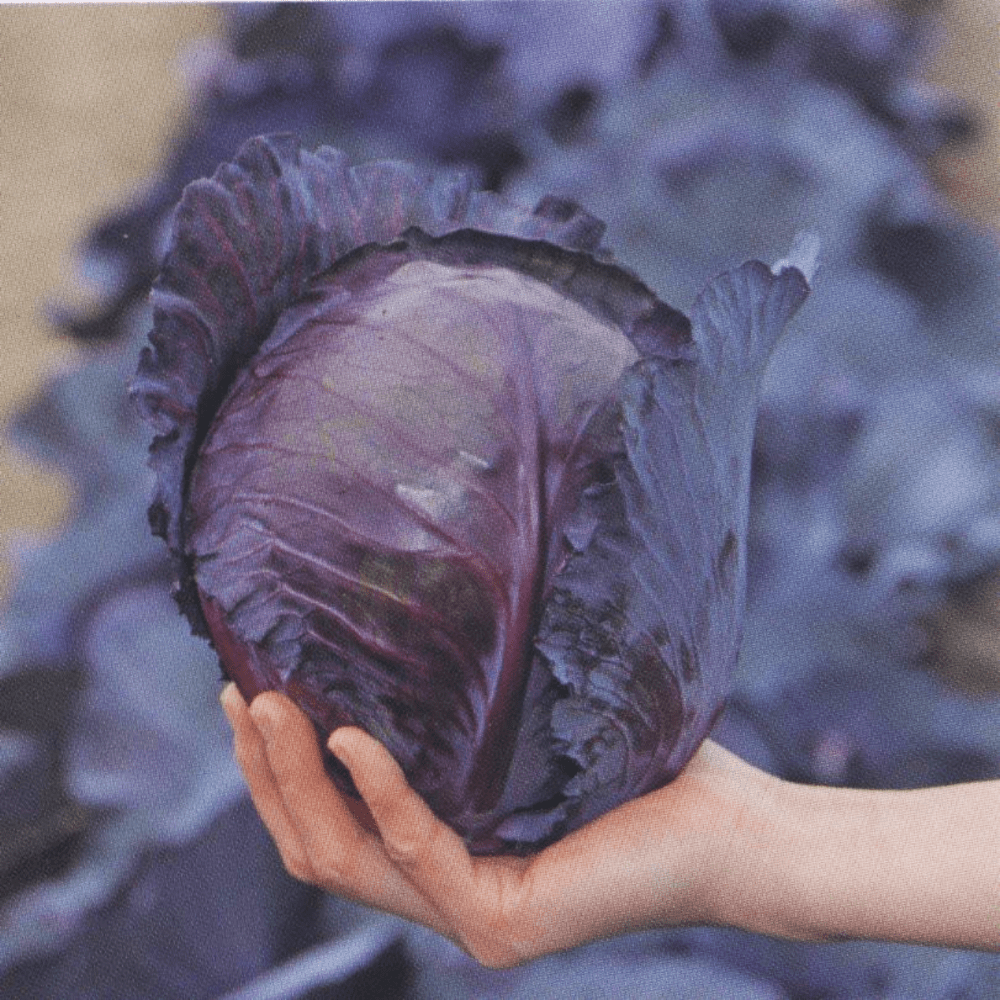 Buy Cabbage Mini Red F1 by Kings Seeds online - Kings Seeds NZ
