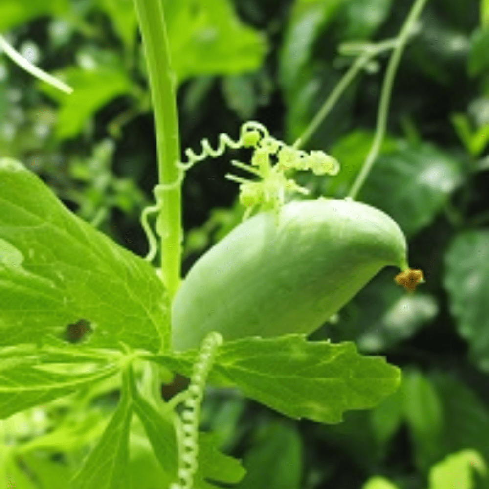 Buy Caigua by Kings Seeds online - Kings Seeds NZ