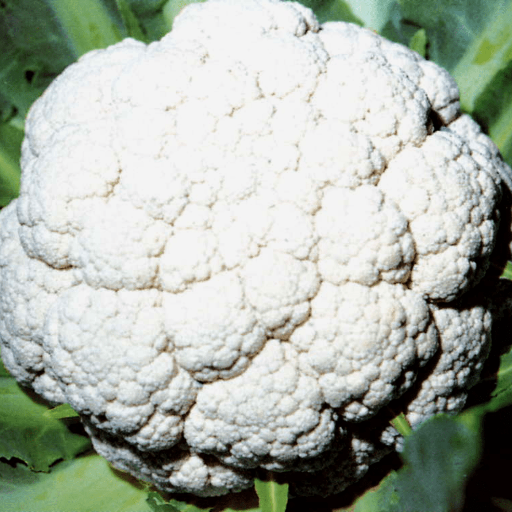 Buy Cauliflower All The Year Round by Kings Seeds online - Kings Seeds NZ