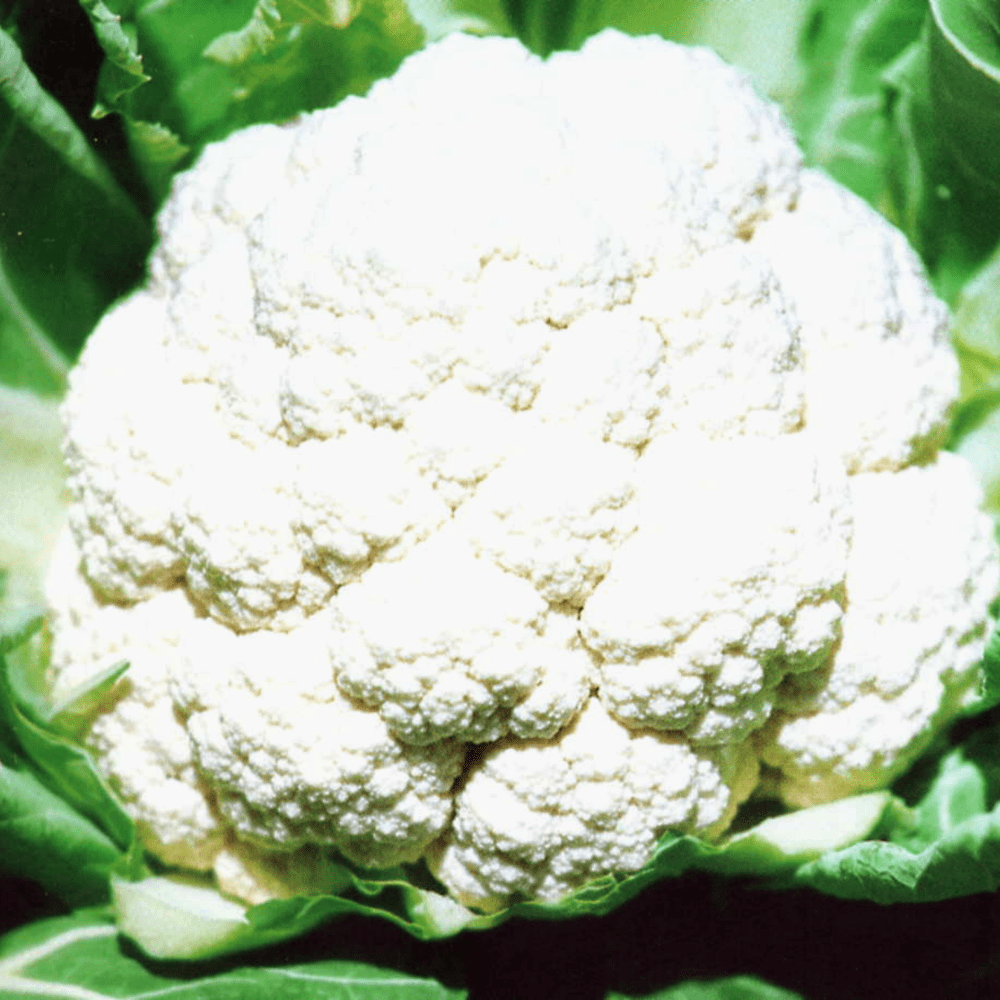 Buy Cauliflower Giant of Naples by Kings Seeds online - Kings Seeds NZ